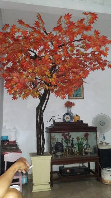 Jual Pohon Cherry | Shopee Indonesia