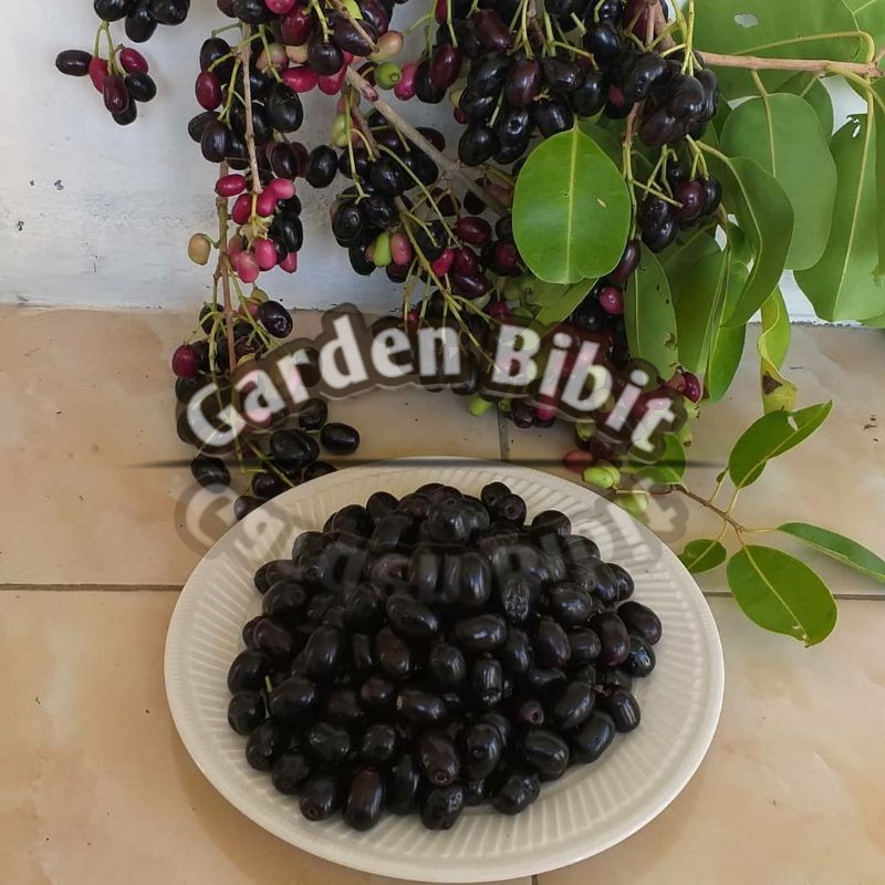 Jual bibit tanaman buah Jamblang hitam buah juwet hitam hasil okulasi ...