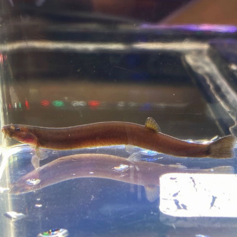 Jual Kohli Loach dan Sili Batik asli Indonesia | Shopee Indonesia