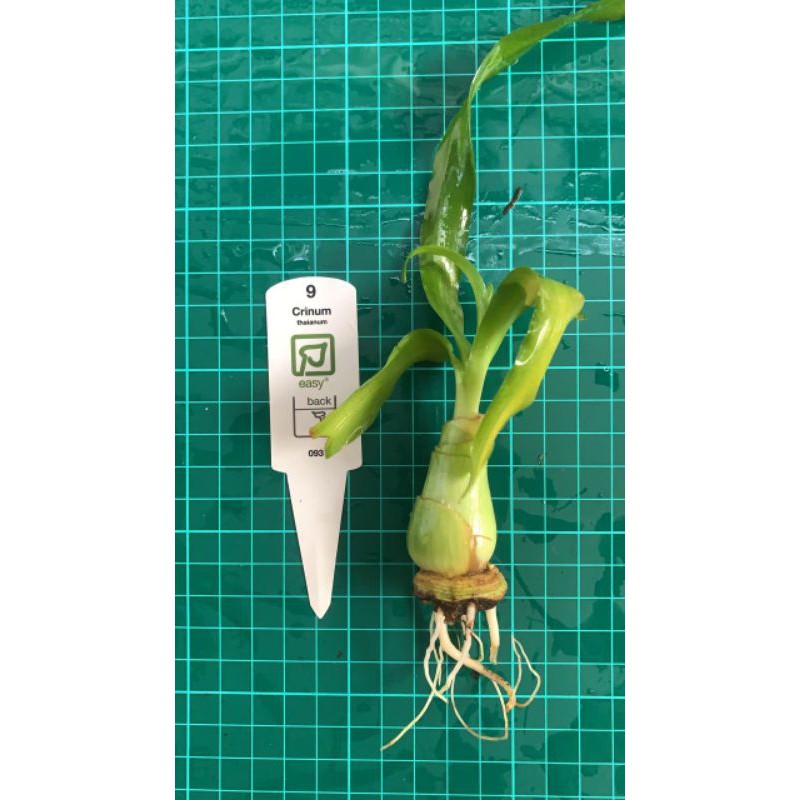 Jual Crinum thainum mp ori + tropica | Shopee Indonesia