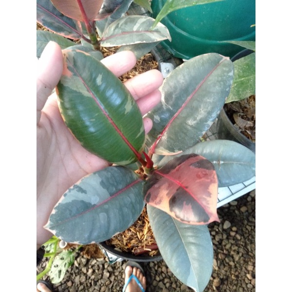 Jual Ficus Elastika RUBY-Rubber tree Ruby-karet kebo RUBY-realpick ...