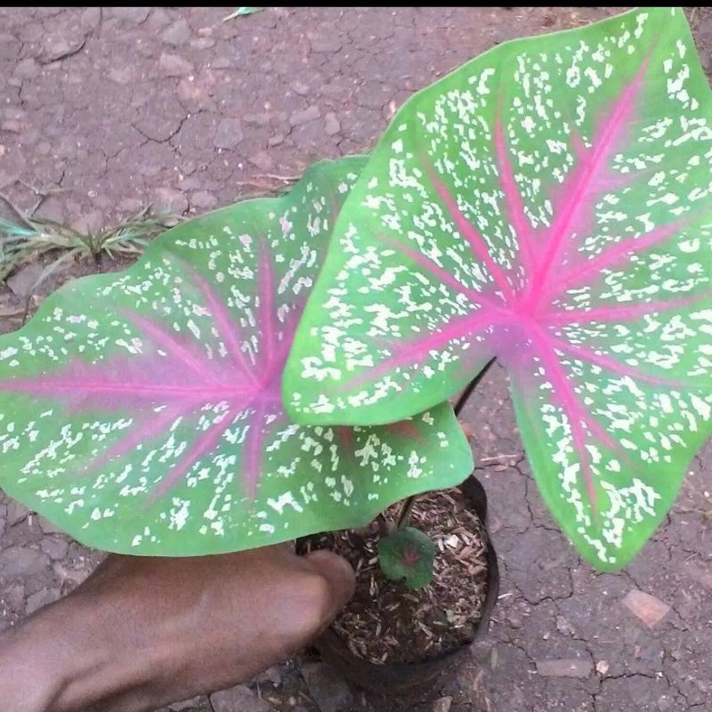Jual Keladi Red Star - Tanaman hias keladi populer- umbi keladi red ...
