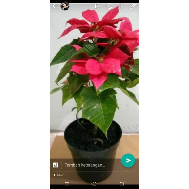 Jual bunga katsuba merah tanaman tahun baru imlek | Shopee Indonesia