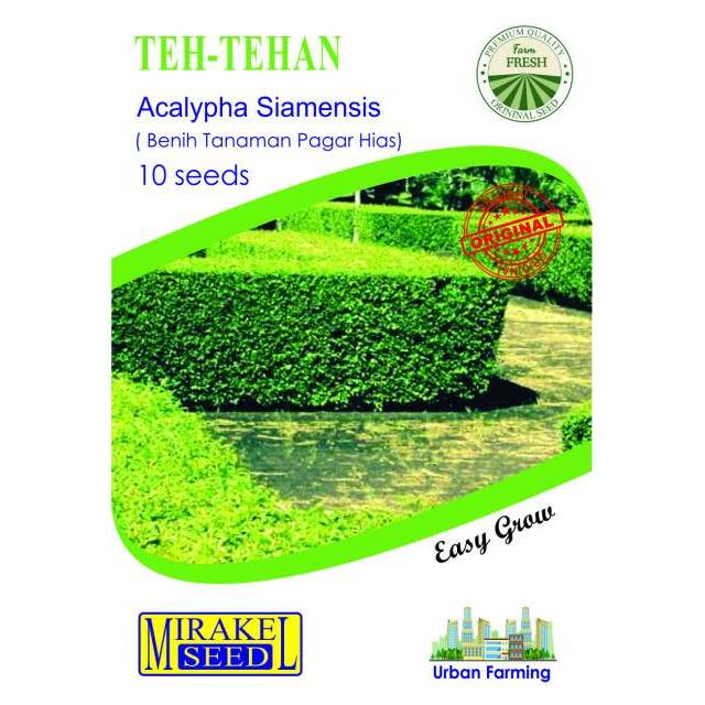 Jual 1 pack benih pohon teh tehan | Shopee Indonesia