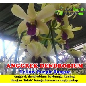 Jual Tanaman Anggrek Dendrobium Yellow Purple Tongue | Shopee Indonesia