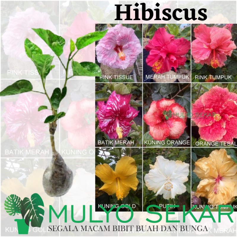 Jual tanaman hias Hibiscus bunga Sepatu tumpuk - bibit bunga sepatu ...