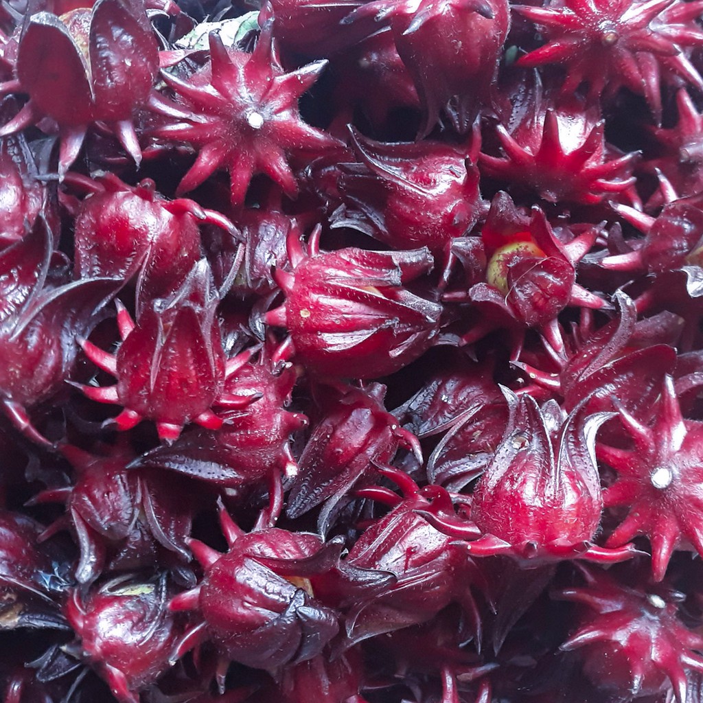 Jual Bunga Rosella Segar Organik Medan (Hibiscus Sabdariffa) 500 gr ...