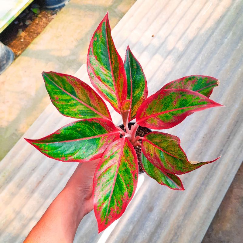 Jual Tanaman Hias Aglonema Red Panama Mutasi / Tanaman hias bunga ... Jual Tanaman Hias Aglonema Red Panama Mutasi / Tanaman hias bunga ...