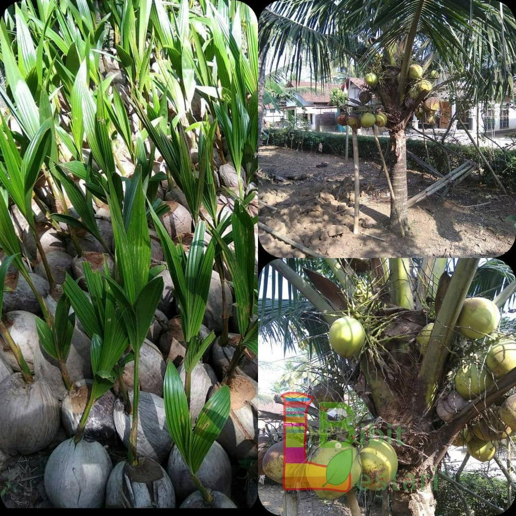 Jual Bibit Kelapa Entok SUPER GENJAH / Bibit Kelapa Entog Genjah ...