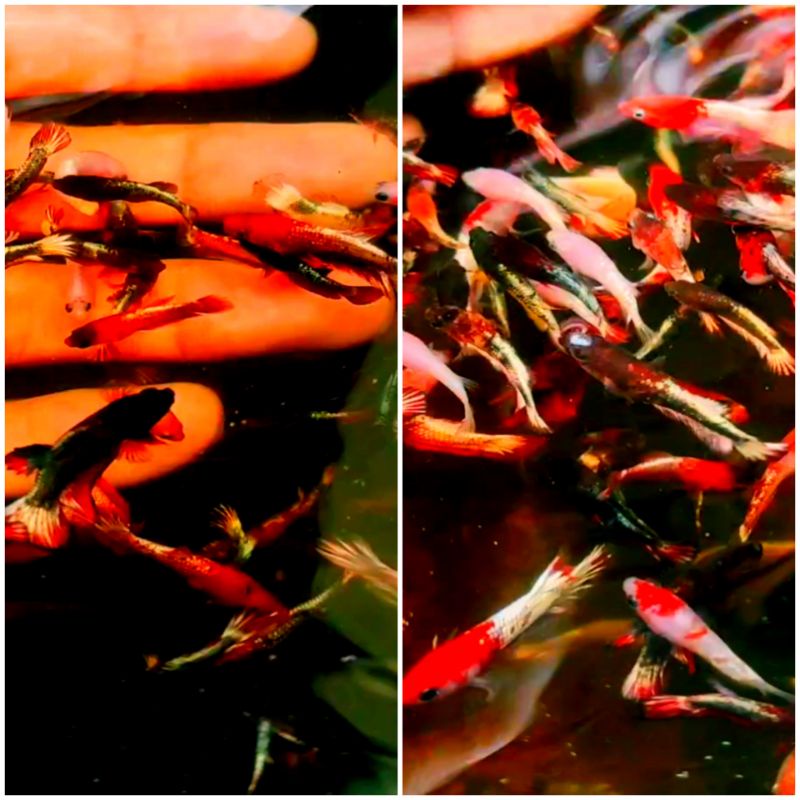 Jual bahanan/fccp/red/hed/yellow/line/Vietnam | Shopee Indonesia