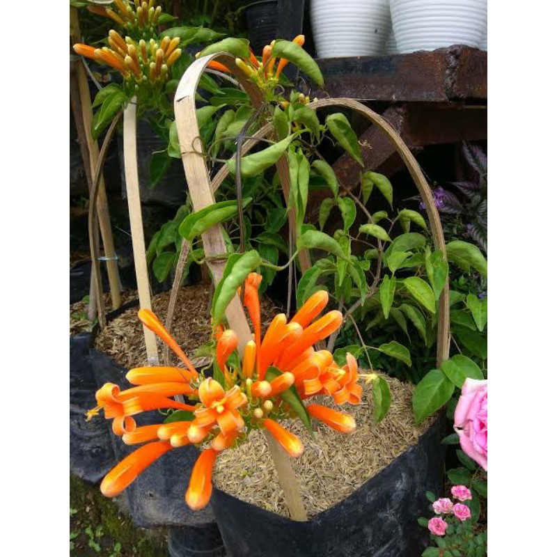 Jual Tanaman Rambat Irian Of Flame | Shopee Indonesia