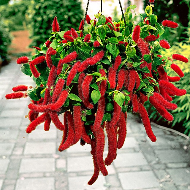 Jual tanaman hiyas bunga gantung EKOR KUCING(tanaman udah berbunga ...