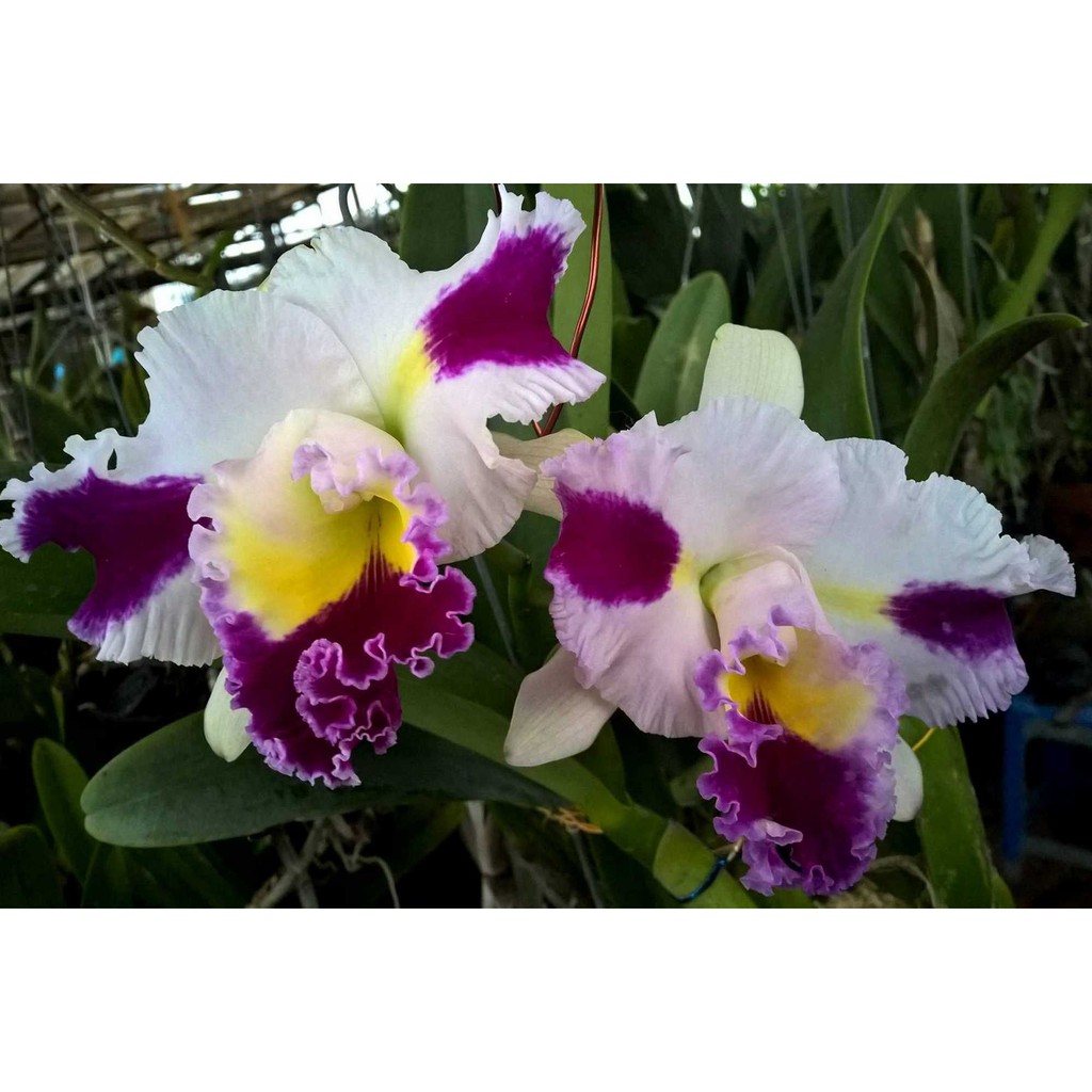Jual Anggrek Cattleya Patchara Fancy | Shopee Indonesia
