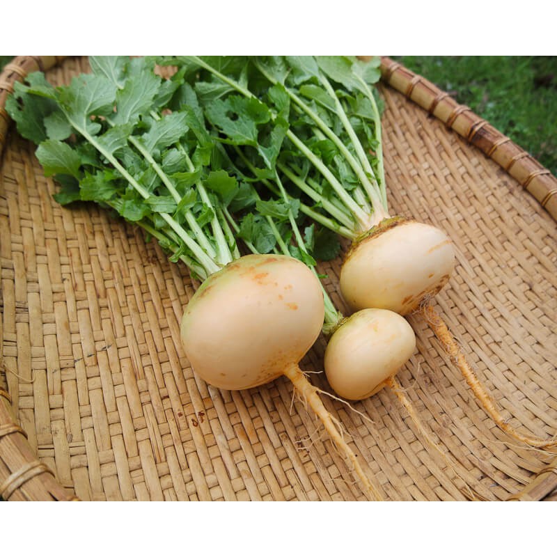 Jual BENIH LOBAK TURNIP PETROWSKI 25 BIJI bibit sayur buah lobak akar ...