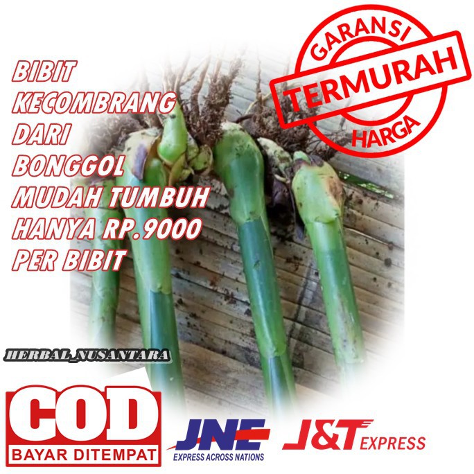 Jual KECOMBRANG MERAH & HIJAU BIBIT HONJE KINCUNG BUNGA KECOMBRANG ASAM ...