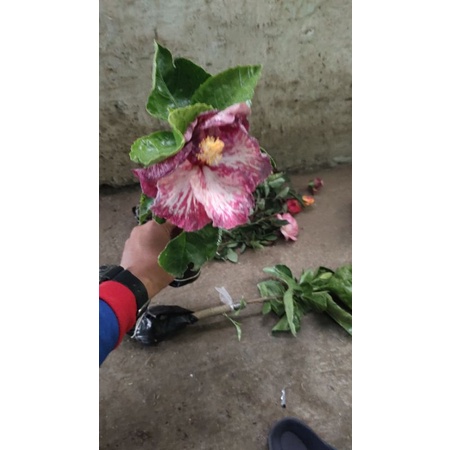 Jual Tanaman bunga sepatu/hibiscus tumpuk | Shopee Indonesia