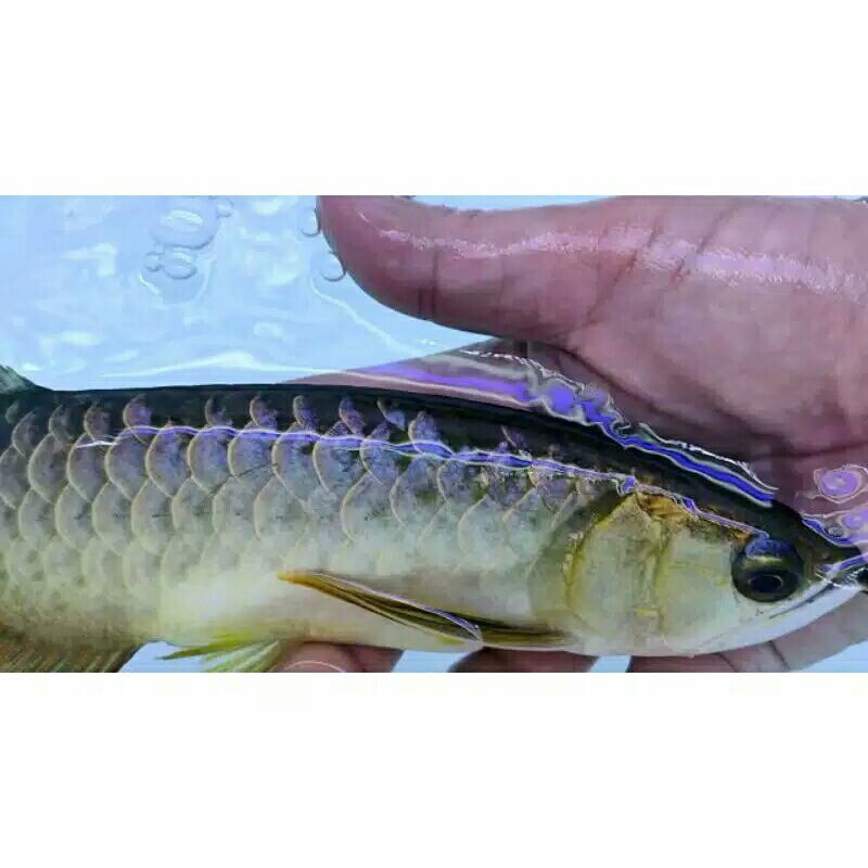 Jual Arwana GH 24K Malaysian Golden Blue Base (MGBB) | Shopee Indonesia