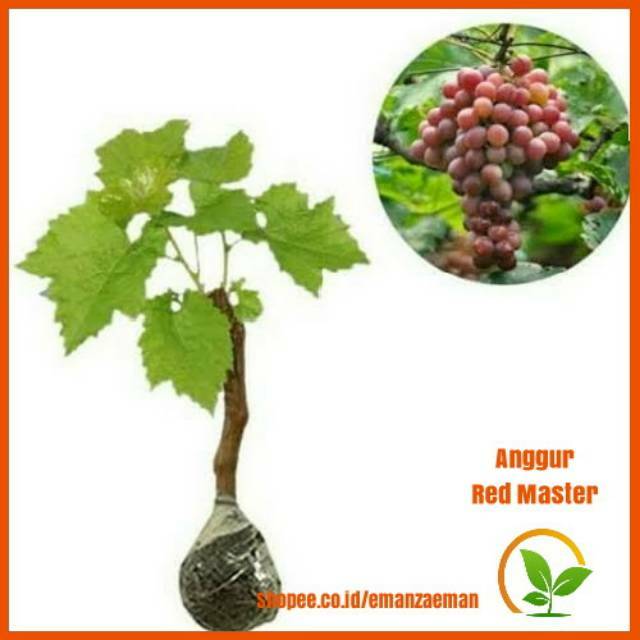 Jual Tanaman Pohon Anggur Red Master Bibit Pohon Anggur | Shopee Indonesia