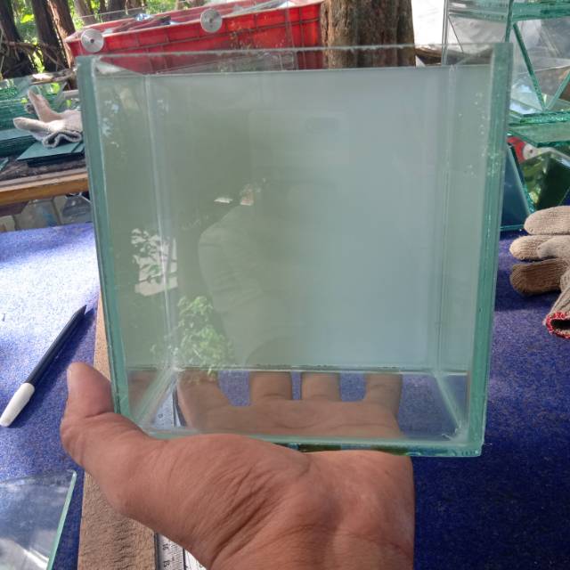 Jual Soliter cupang soliter selfi cermin putih soliter cupang soliter ...