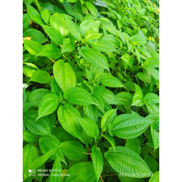 Jual Daun Lalaban Pohpohan Fres 1(KG) | Shopee Indonesia