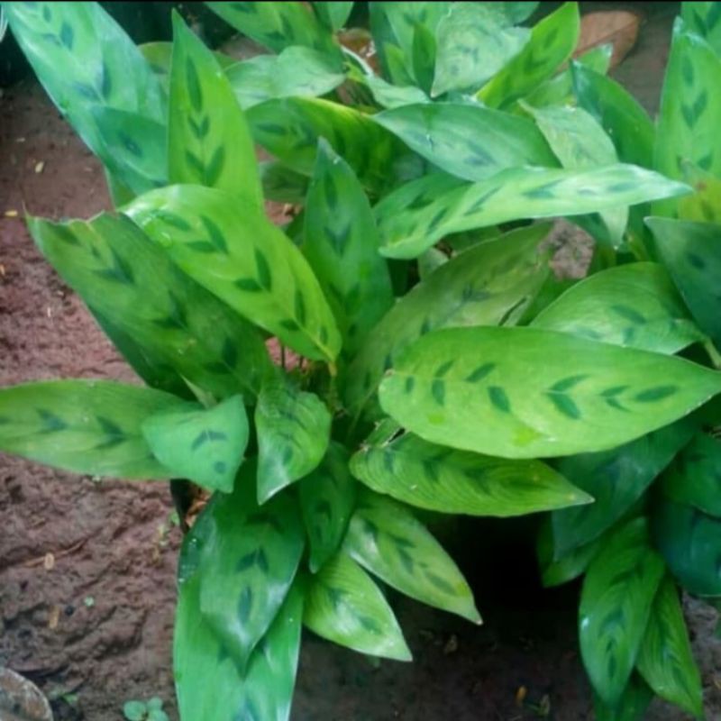 Jual Tanaman Hias Chalatea Leopardina Pohon Kalatea Bambu | Shopee ...