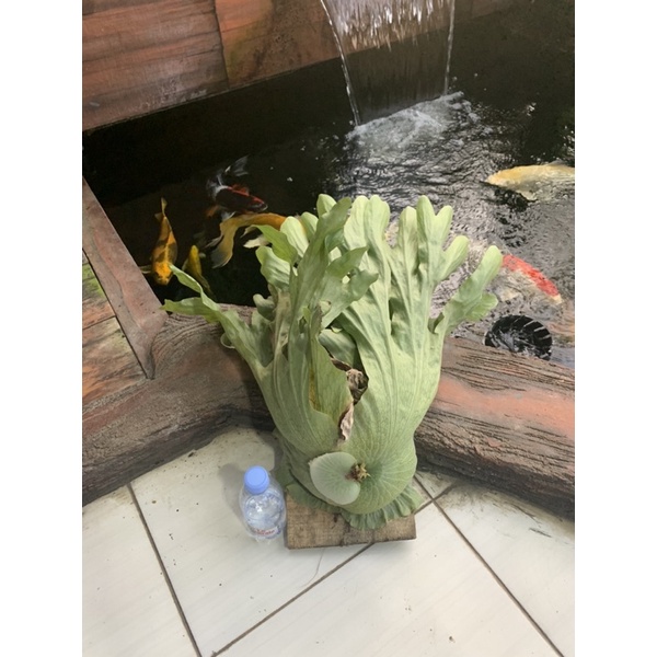 Jual platycerium wandae atau simbar menjangan wandae spesies asli papua ...