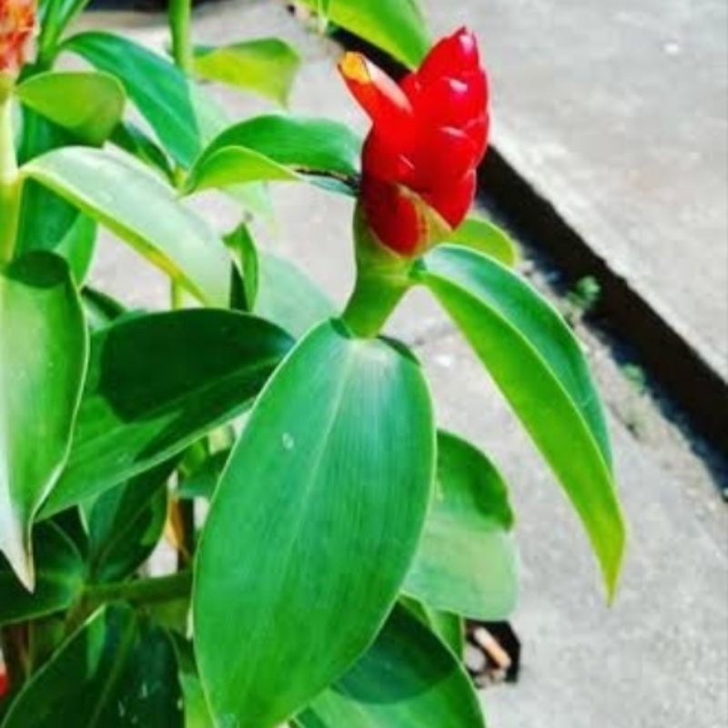 Jual pohon pacing pentul | Shopee Indonesia