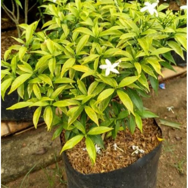 Jual tanaman hias hidup Rombusa daun kuning cantik murah siap tanam ...