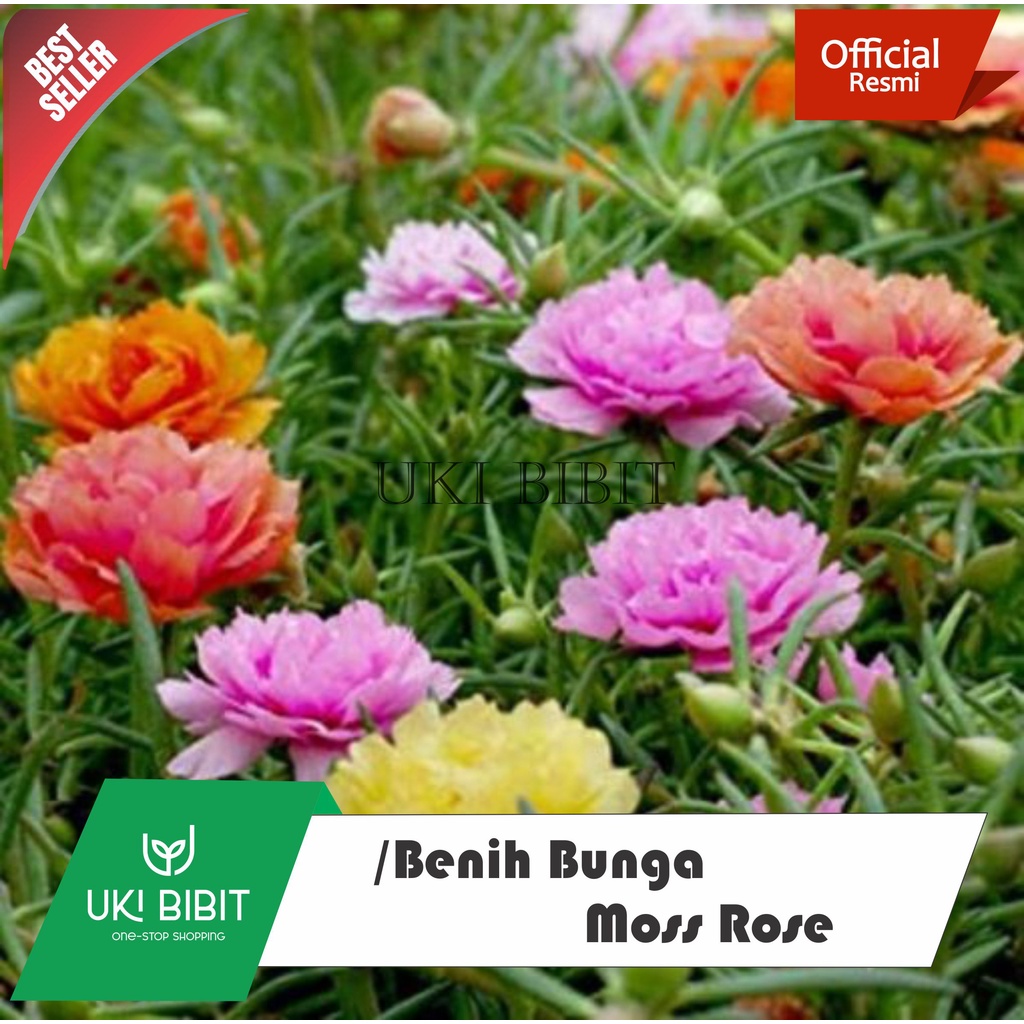 Jual ( 1200 Butir ) Benih Biji Bunga Pukul 9 | Bunga Krokot Moss Rose ...