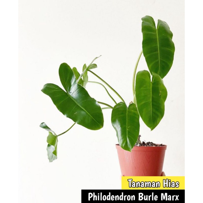 Jual philodendron burle marx - Tanaman hias philo burlemarx ...