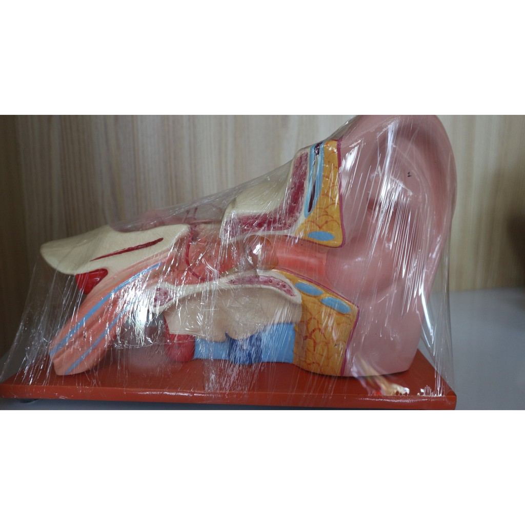 Jual ALAT PERAGA IPA BIOLOGI MODEL TELINGA | Shopee Indonesia