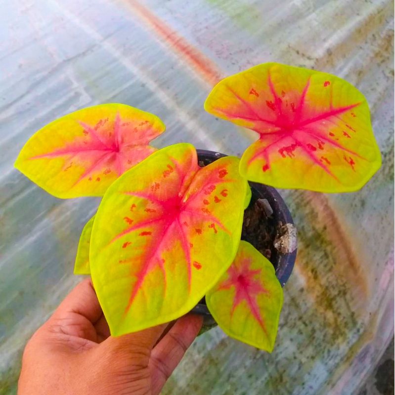 Jual Tanaman Hias Caladium Sparkly/ Tanaman Hias Hidup Bibit Bunga ...