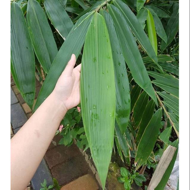 Jual Daun Bambu untuk bacang / kuecang 45 lembar | Shopee Indonesia