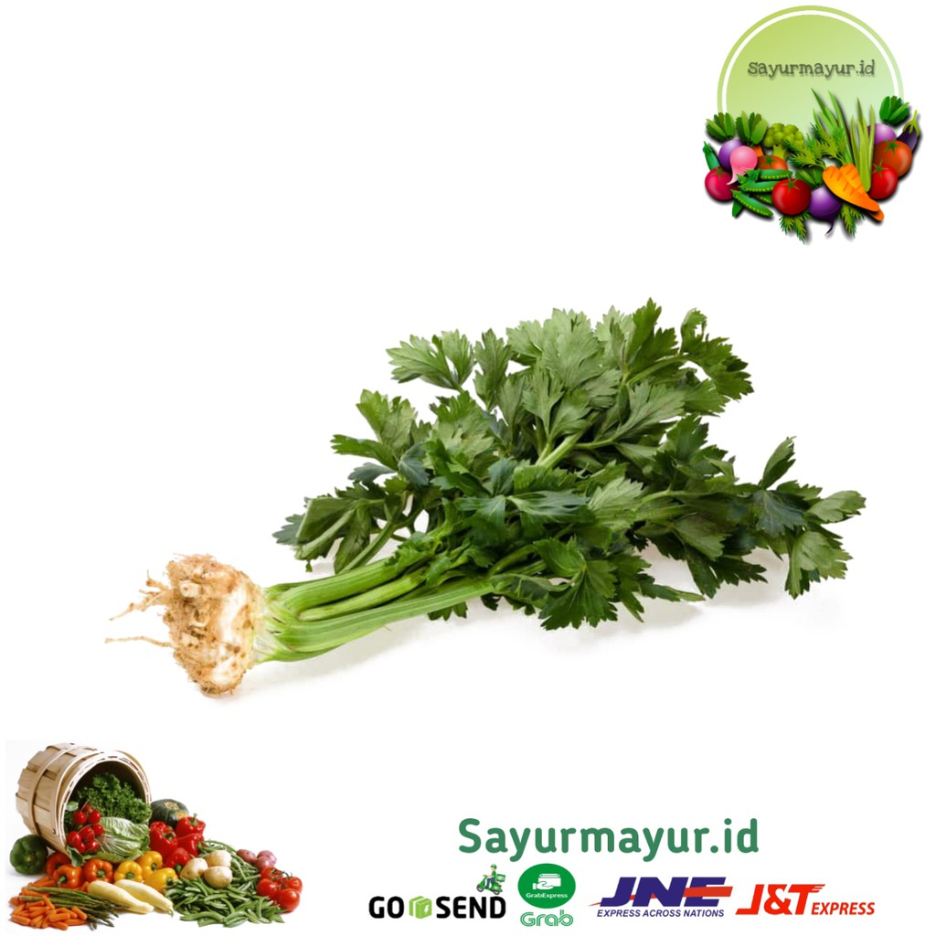 Jual DAUN SELEDRI SAYURAN PER 1/4 (250GRAM) | Shopee Indonesia