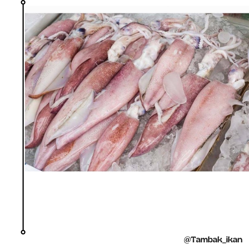 Jual Cumi Beku/ Cumi Jarum Premium 500gram/1Kg | Shopee Indonesia