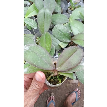 Jual bunga anggrek pra remaja | Shopee Indonesia