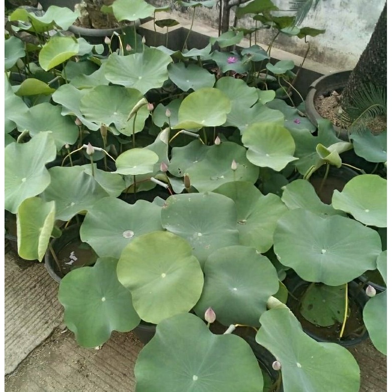 Jual tanaman hias lotus -tanaman air | Shopee Indonesia