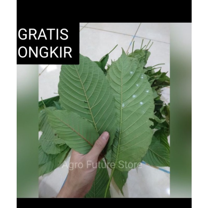 Jual Daun Segar Minuman Sehat | Shopee Indonesia