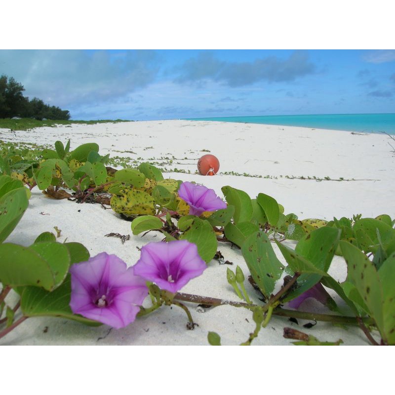 Jual daun pegagan laut /daun tapak kuda laut 1 kg | Shopee Indonesia