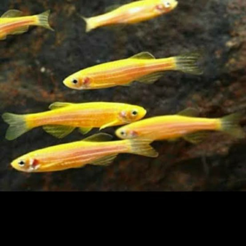 Jual ikan hias zebra danio yellow glofish | Shopee Indonesia