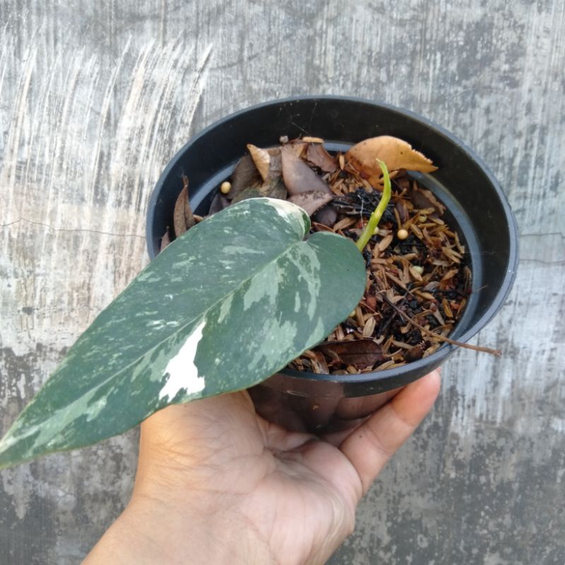 Jual Tanaman Hias Philodendron Epiprenum Pinantum Varigata | Shopee ...