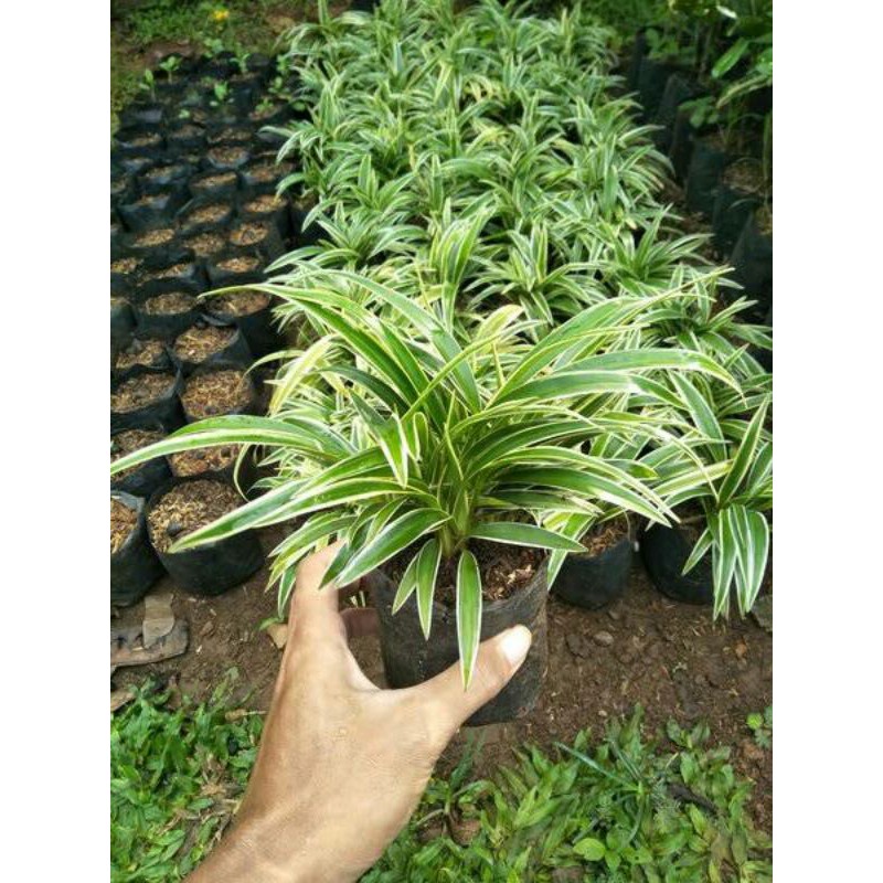Jual Tanaman Hias Lily Paris Umbi Spider Plant | Shopee Indonesia