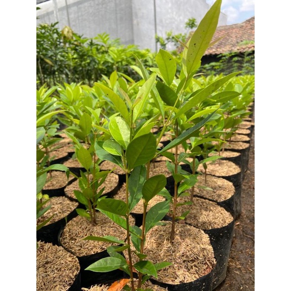 Jual Tanaman Daun Salam / Bay Leaf / Indonesian Laurel ( Daun Herbal ...