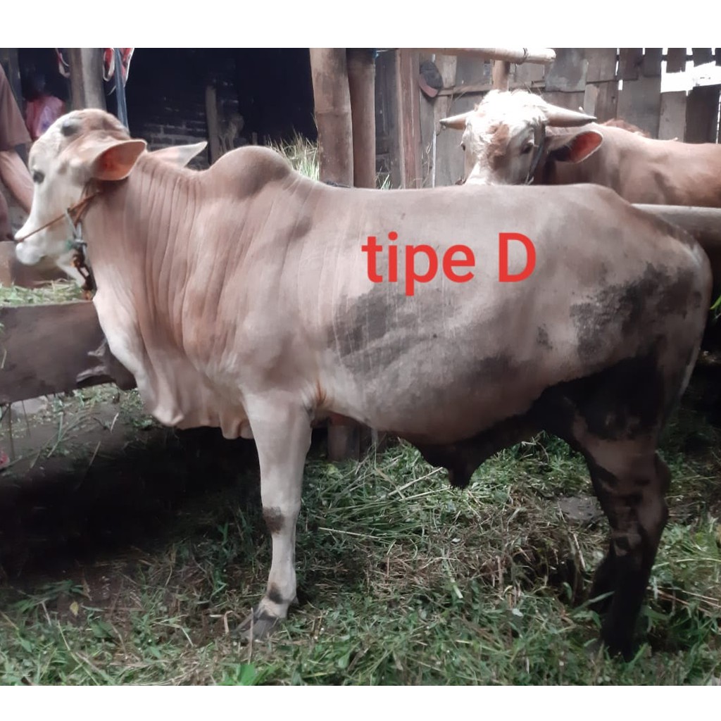 Jual Sapi Kurban Tipe D Bobot 276 300 Kg Hewan Qurban 2020 Gratis ...