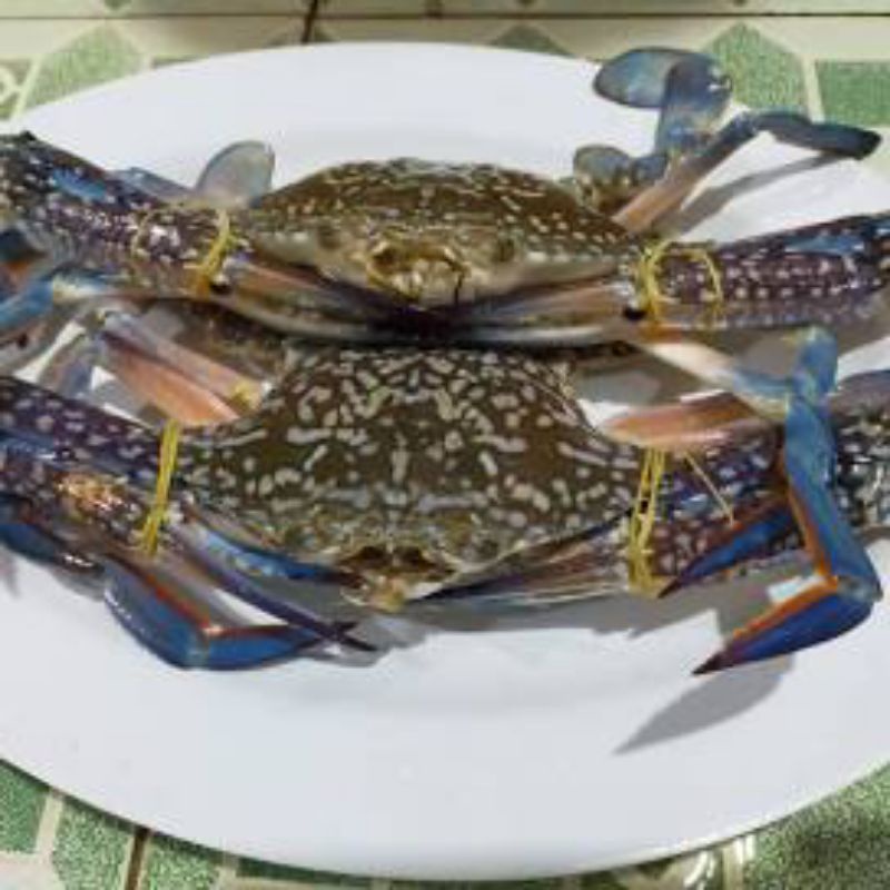 Jual kepiting rajungan murah segar 1kg | Shopee Indonesia