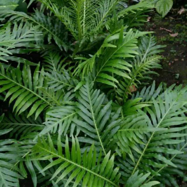 Jual Tanaman Hias Pakis Jimbu Murah | Shopee Indonesia