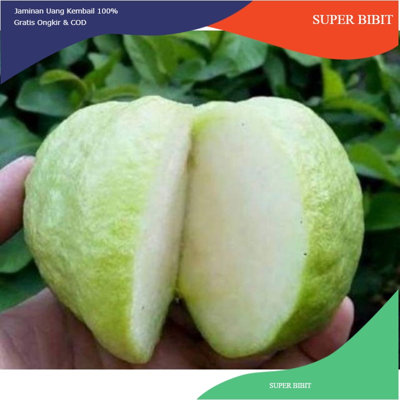 Jual Bibit jambu biji kristal putih hasil cangkok bukan biji bukan ...