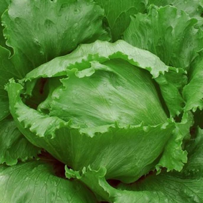 Jual Ini Biji Bibit Benih Tanaman Hidroponik Selada Hijau Head Lettuce ...