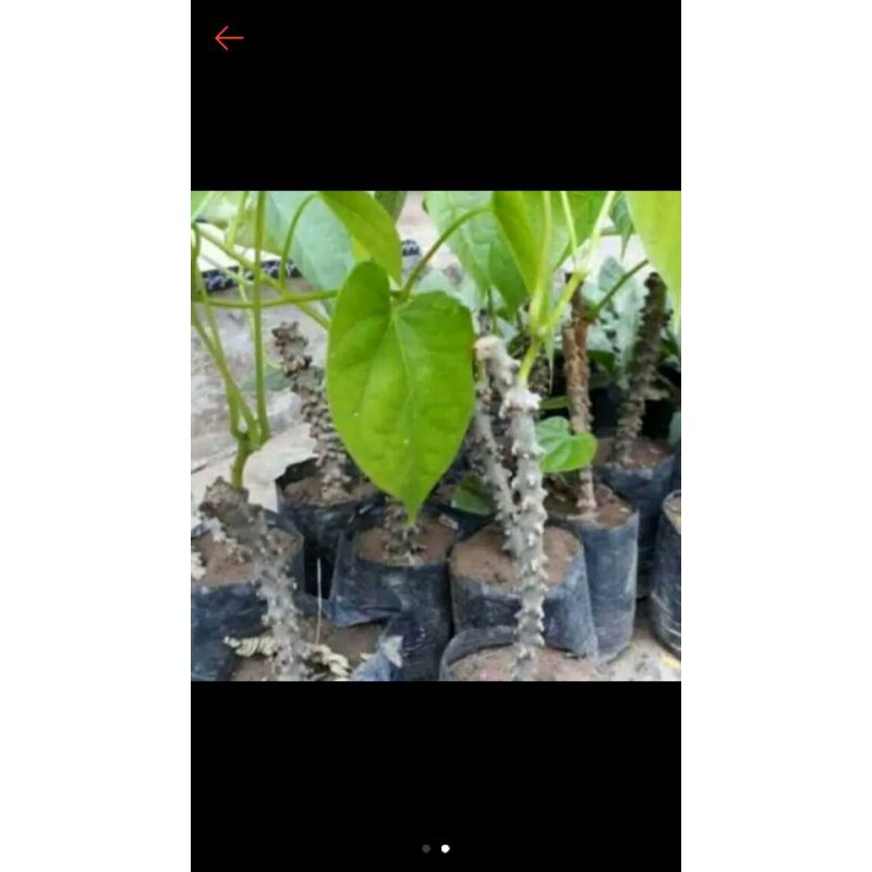 Jual TANAMAN-HERBAL-ANTAWALI | Shopee Indonesia