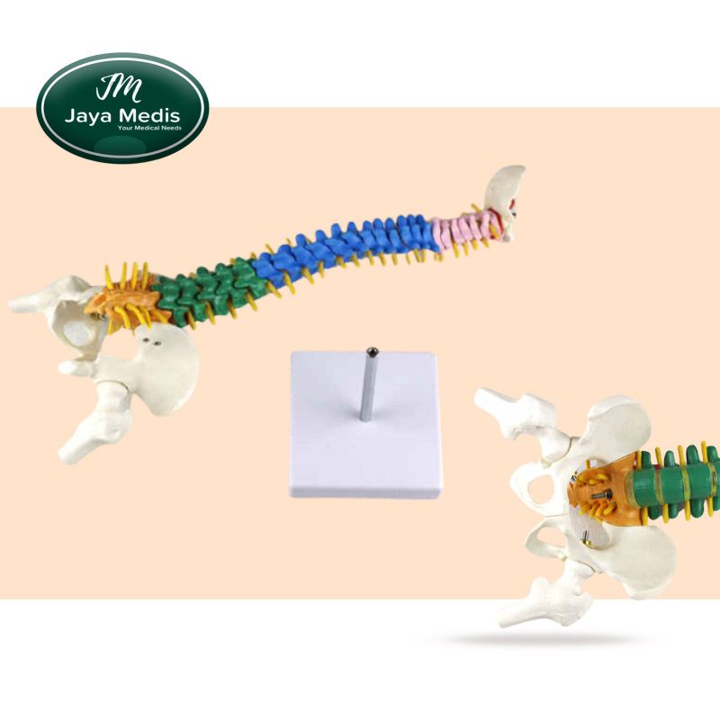 Jual Alat Peraga Model Anatomi Tulang Belakang Manusia 45cm | Shopee ...